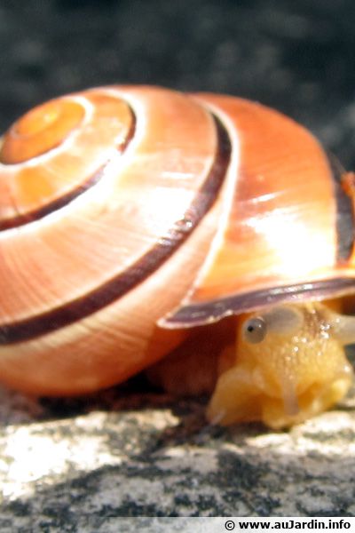 Les gastéropodes, escargots et limaces