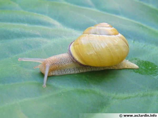 Les gastéropodes, escargots et limaces