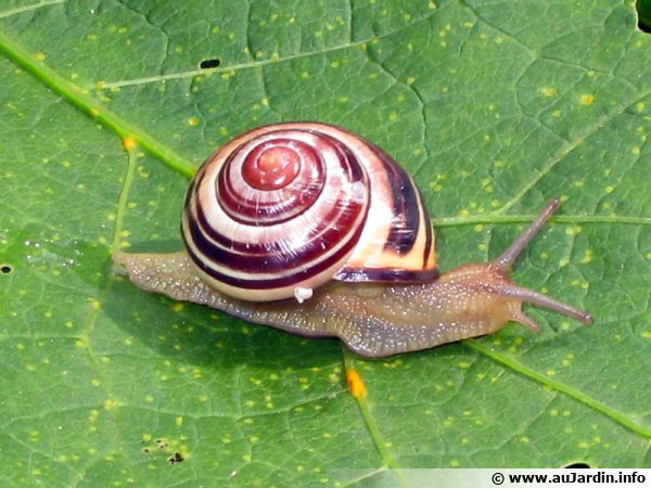 Les gastéropodes, escargots et limaces