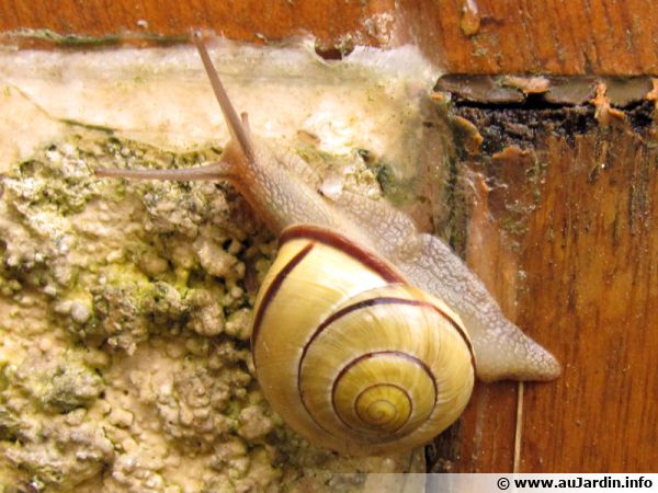 Les gastéropodes, escargots et limaces