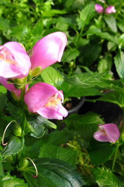 Galane oblique, Galane tête de tortue, Chelone oblica : planter ...