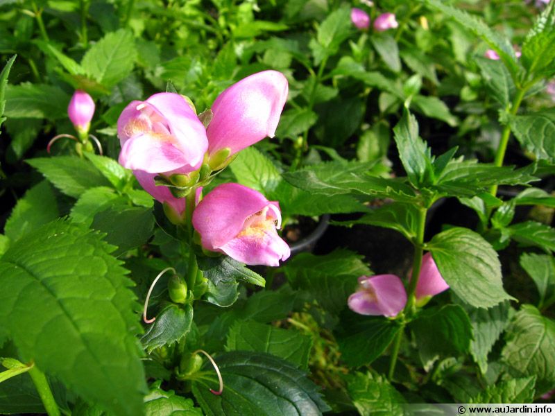 Galane oblique, Galane tête de tortue, Chelone oblica : planter ...