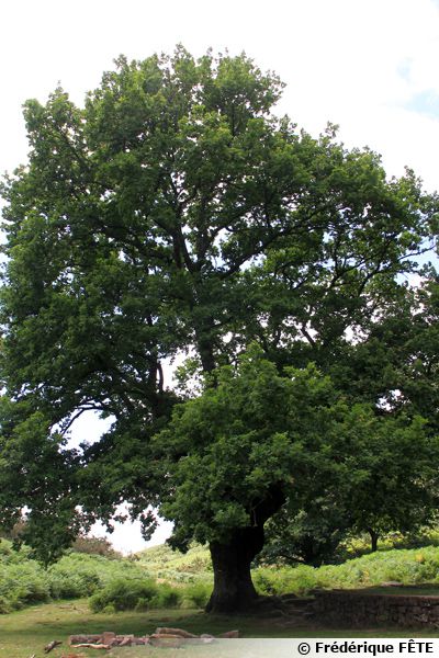 Histoires de chênes