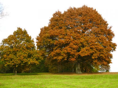 Choisir le chêne adapté à son jardin