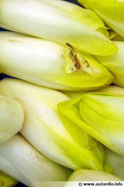 Endive, Chicorée de Bruxelles, Chicon : planter, cultiver, récolter