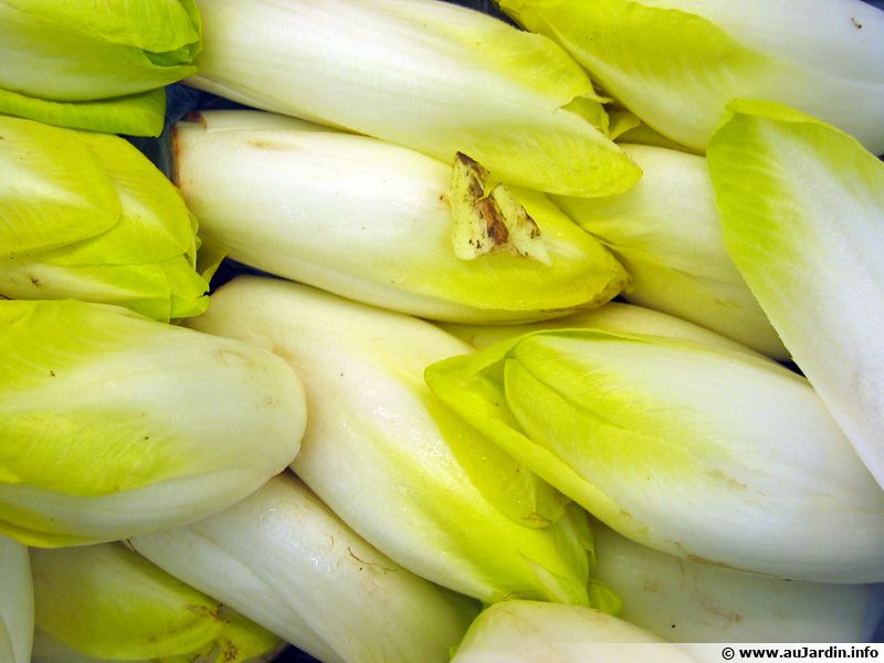 Endive, Chicorée de Bruxelles, Chicon : planter, cultiver, récolter
