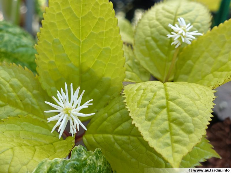 Chloranthe du japon, Chloranthus japonicus : planter, cultiver, multiplier