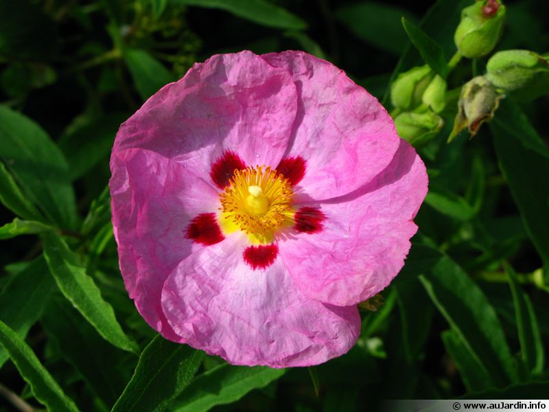 Ciste pourpre, Cistus x purpureus : planter, cultiver, multiplier