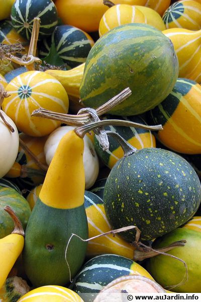 Coloquinte, Citrullus colocynthis : planter, cultiver, multiplier