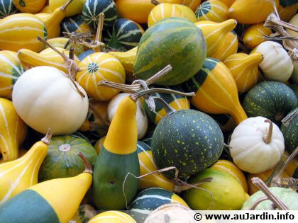 Coloquinte, Citrullus colocynthis : planter, cultiver, multiplier