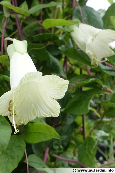 Cobée vivace de Pringle, Cobaea pringlei : planter, cultiver, multiplier