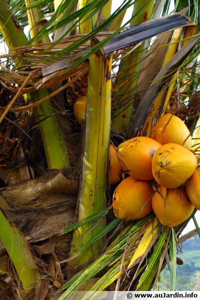 Cocotier, Cocos nucifera : planter, cultiver, multiplier