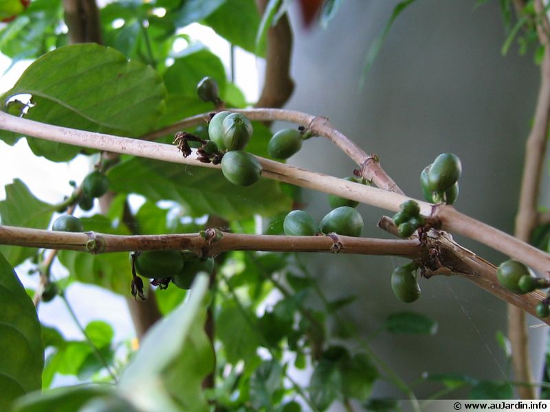 Caféier d’Arabie, Coffea arabica : planter, cultiver, multiplier