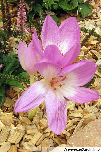 Colchique d'automne, Safran des prés, Crocus d'automne, Safran bâtard ...