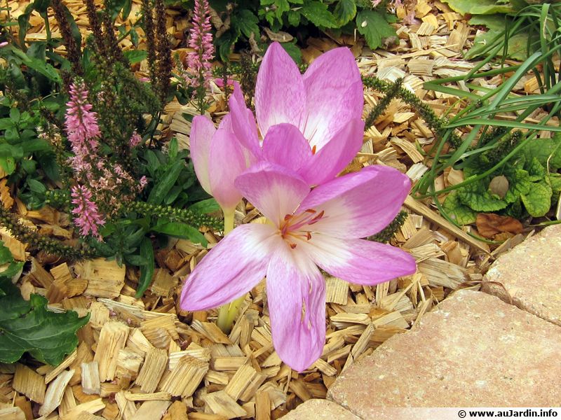 Colchique d'automne, Safran des prés, Crocus d'automne, Safran bâtard ...