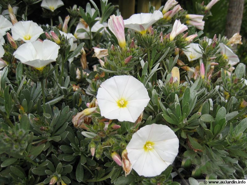 Liseron de Turquie, Convolvulus cneorum : planter, cultiver, multiplier