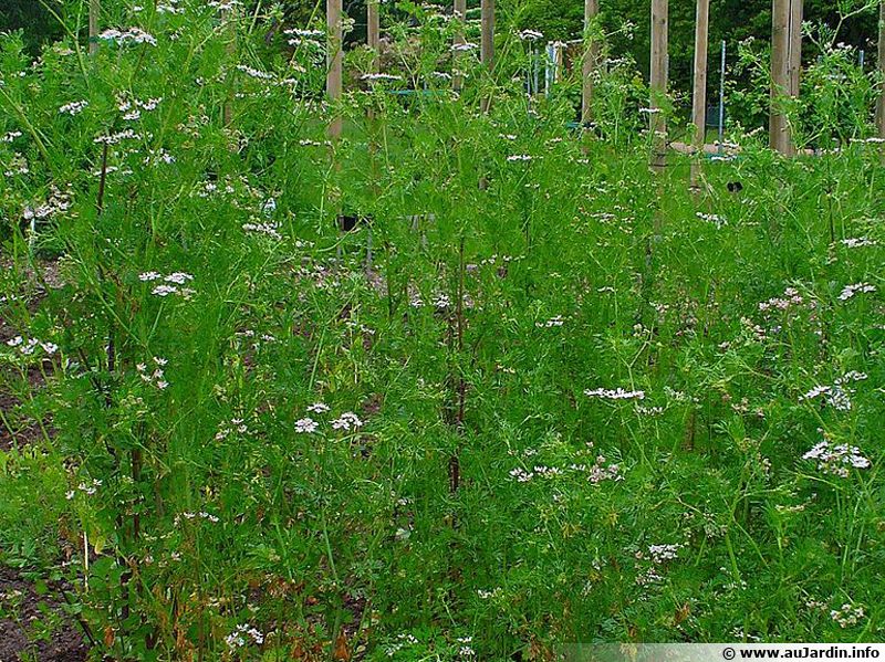 Coriandre : planter, cultiver, récolter