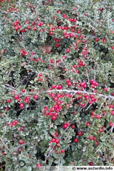 Cotonéaster rampant, Cotoneaster horizontalis : planter, cultiver ...