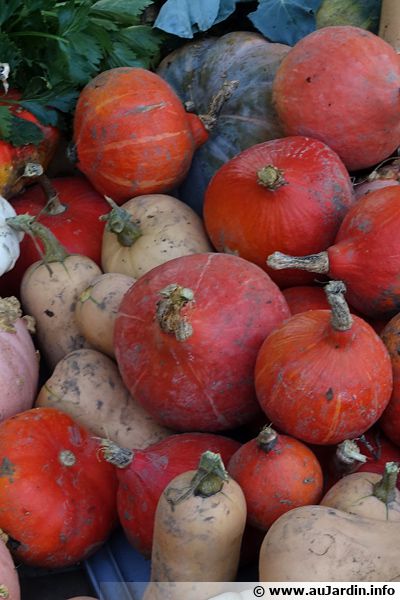 Récolter et conserver les courges