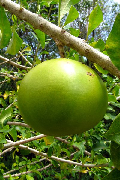 Calebassier, Arbre à calebasses, Crescentia cujete : planter, cultiver ...