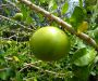 Calebassier, Arbre à calebasses, Crescentia cujete : planter, cultiver