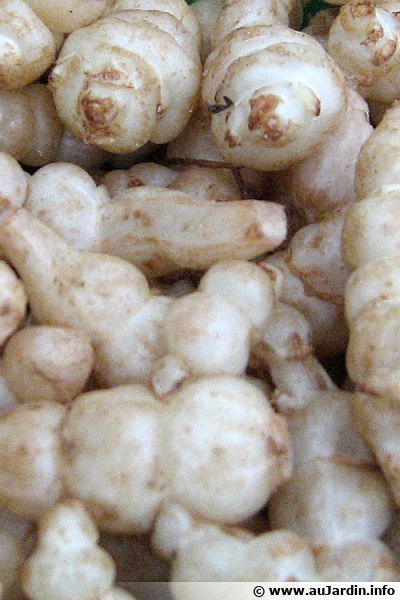 Le crosne du Japon, un légume à redécouvrir