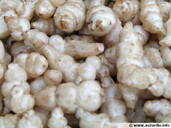 Le crosne du Japon, un légume à redécouvrir