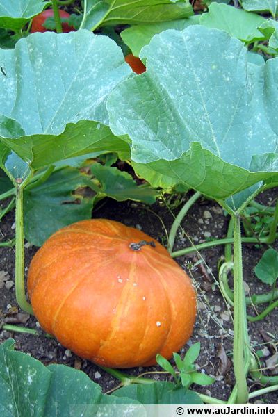 Potiron, Potimarron : planter, cultiver, récolter