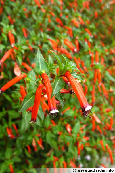 Plante cigarette, Fleur cigarette, Cuphea ignea : planter, cultiver ...