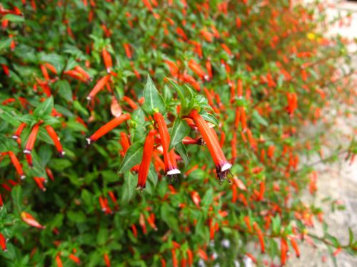 Plante cigarette, Fleur cigarette, Cuphea ignea : planter, cultiver ...