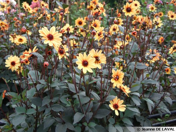 Des dahlias Label Rouge