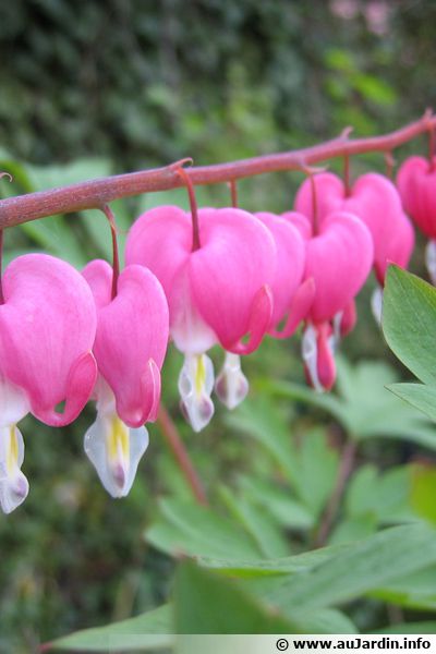 Coeur de Marie, Coeur saignant, Coeur de Jeannette, Dicentra ...