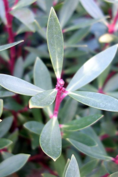 Poivre de Tasmanie, Tasmannia lanceolata : planter, cultiver, multiplier