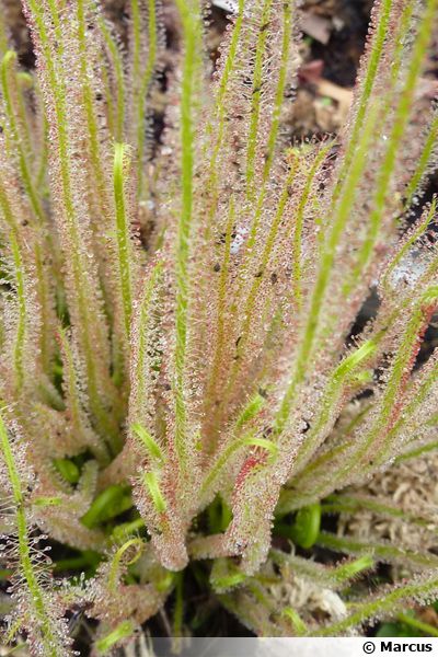 Droséra filiforme, Drosera filiformis : planter, cultiver, multiplier
