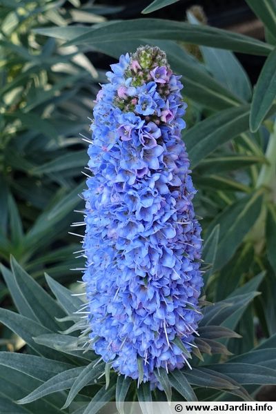 Vipérine de Coincy, Echium webbii : planter, cultiver, multiplier