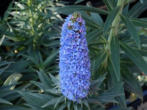 Vipérine de Coincy, Echium webbii : planter, cultiver, multiplier