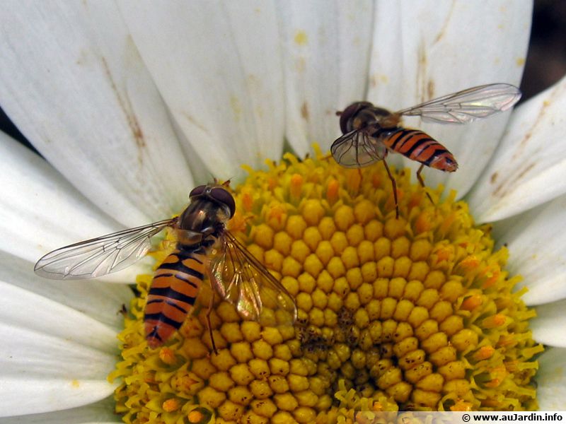Les diptères, mouches et moustiques