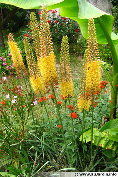 Lis queue de renard, Lis des steppes, Eremurus : planter, cultiver ...