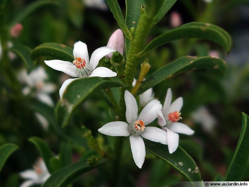 Eriostème, Philothèque, Eriostemon myoporoides : planter, cultiver ...