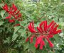 Erythrine crête de coq, Arbre corail, Erythrina crista-galli : planter ...