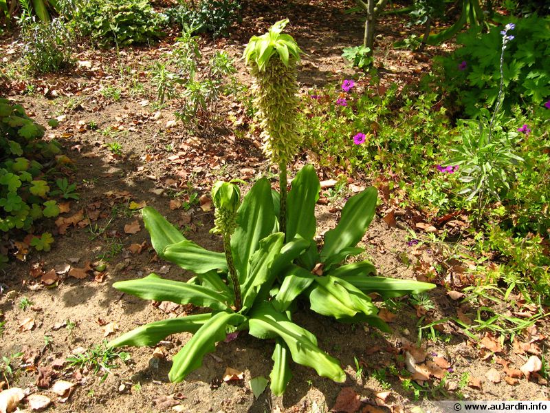 Fleur ananas, Eucomis bicolor : planter, cultiver, multiplier