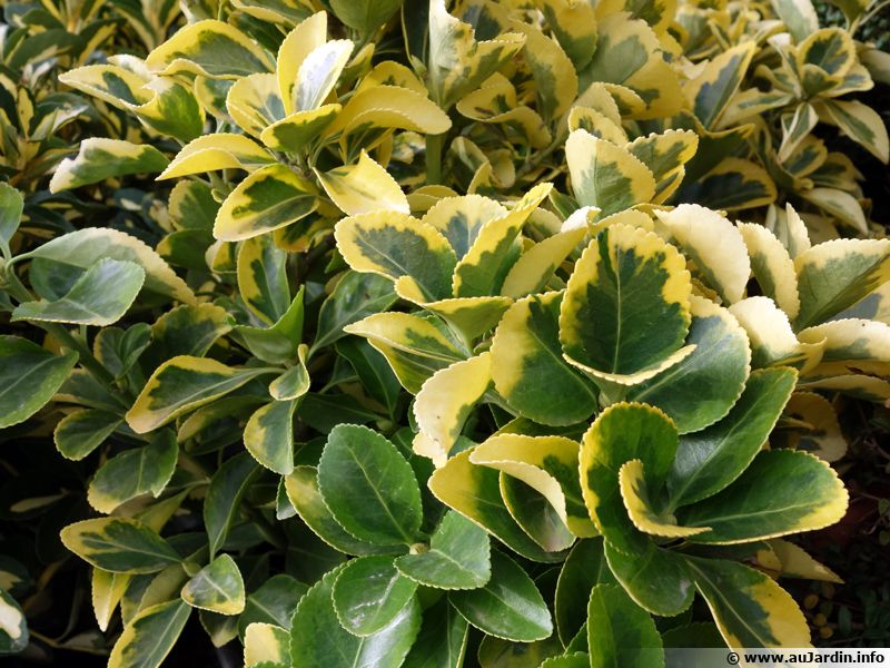 Fusain du Japon, Fusain vert, Euonymus japonicus : planter, cultiver ...