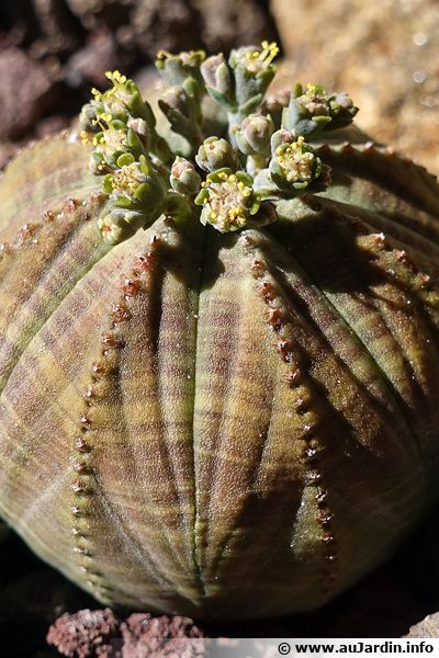 Euphorbe obèse, Euphorbia obesa : planter, cultiver, multiplier