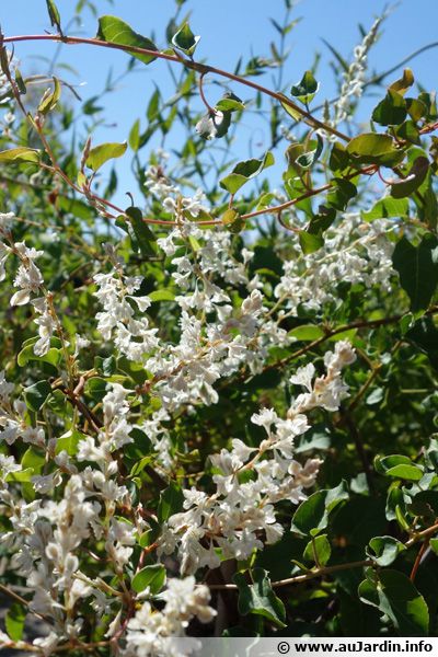 Renouée grimpante, Renouée d'Aubert, Renouée de Chine, Fallopia ...