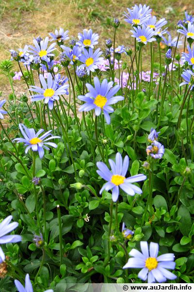 Pâquerette bleue, Aster bleu du cap, Marguerite du cap, Felicia ...