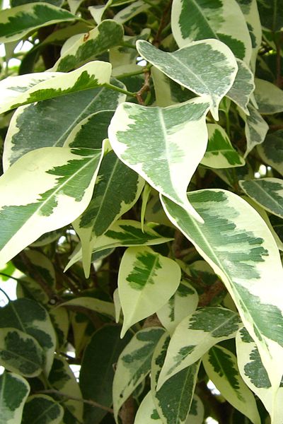 Maladies et parasites du ficus