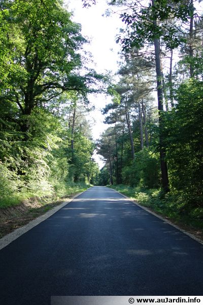 L'industrialisation de nos forêts