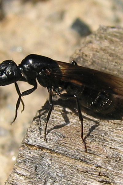 L'essaimage des fourmis