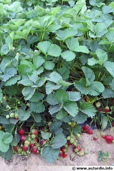 Les meilleures variétés de fraisiers