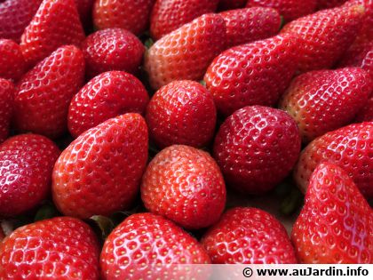 Questions fréquentes sur les fraises